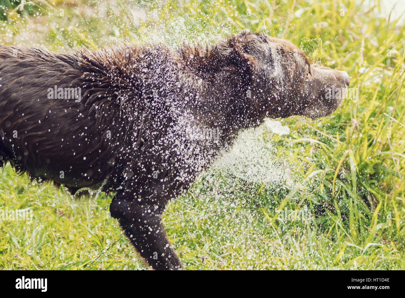 A series of images with an adult Labrador Retriever dog shaking water ...