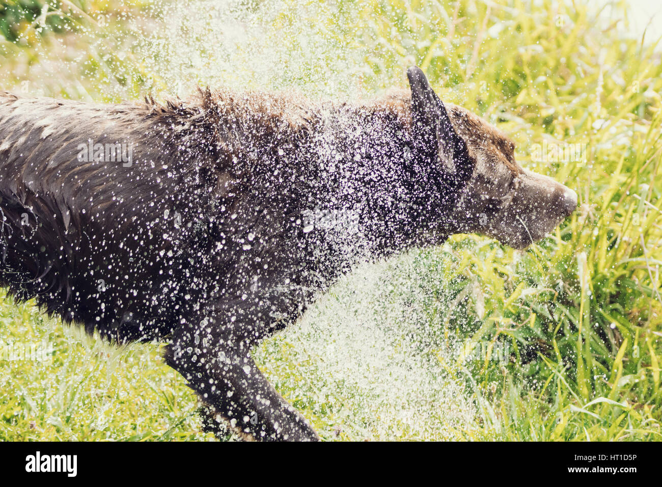 A series of images with an adult Labrador Retriever dog shaking water ...