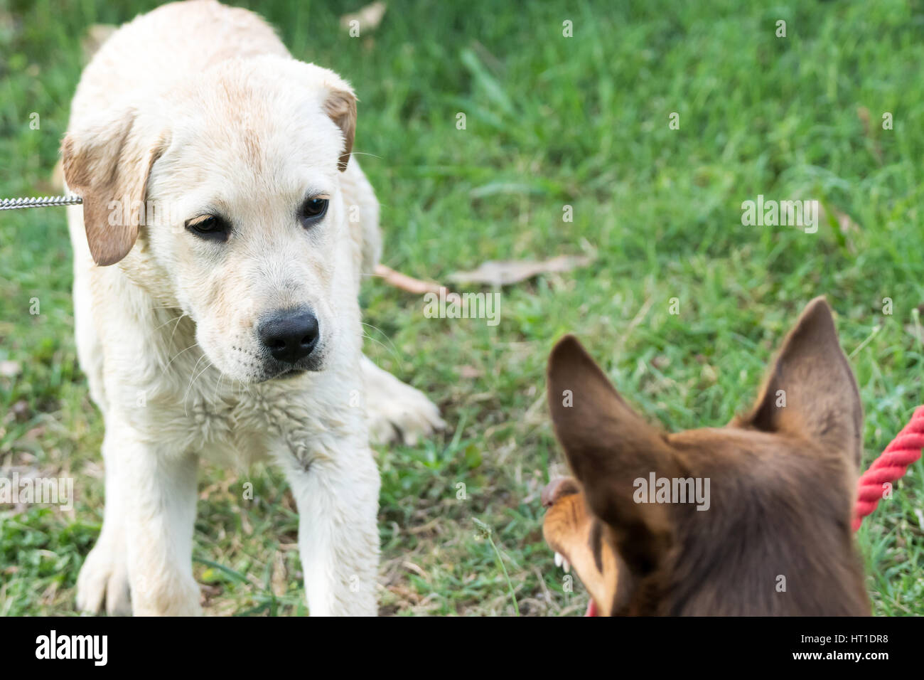A Kelpie dog growls and bares his teeth at a Labrador Retriever puppy ...