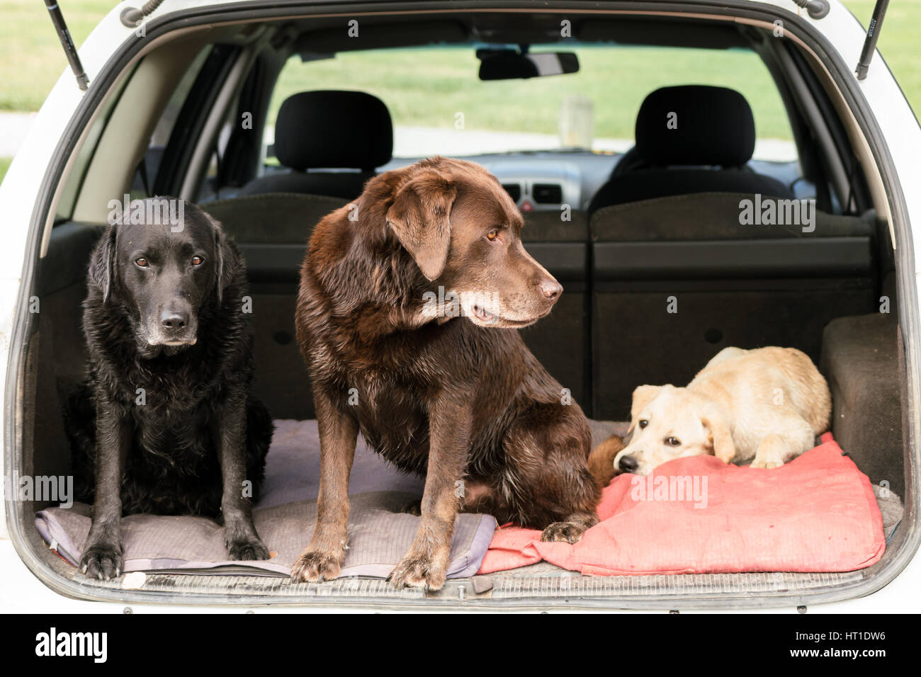 Three Labrador Retriever dogs sit in the back of a car while they all ...