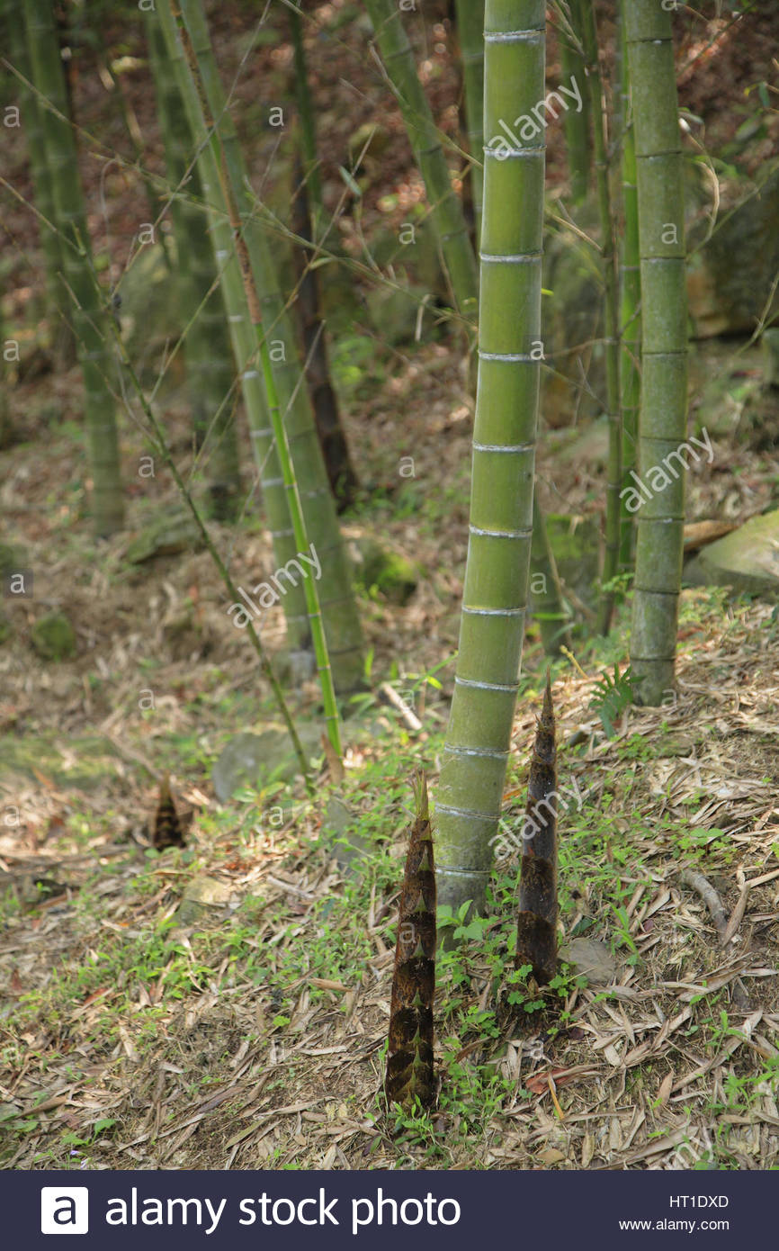 Moso Bamboo Stock Photos & Moso Bamboo Stock Images - Alamy