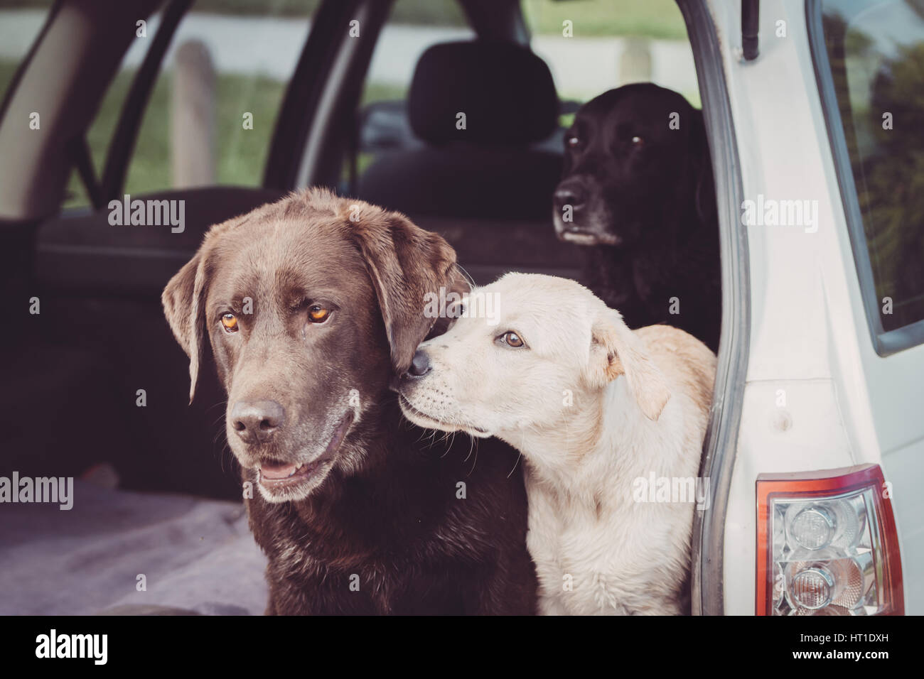 Three Labrador Retrievers sit in the back of a car while the white ...