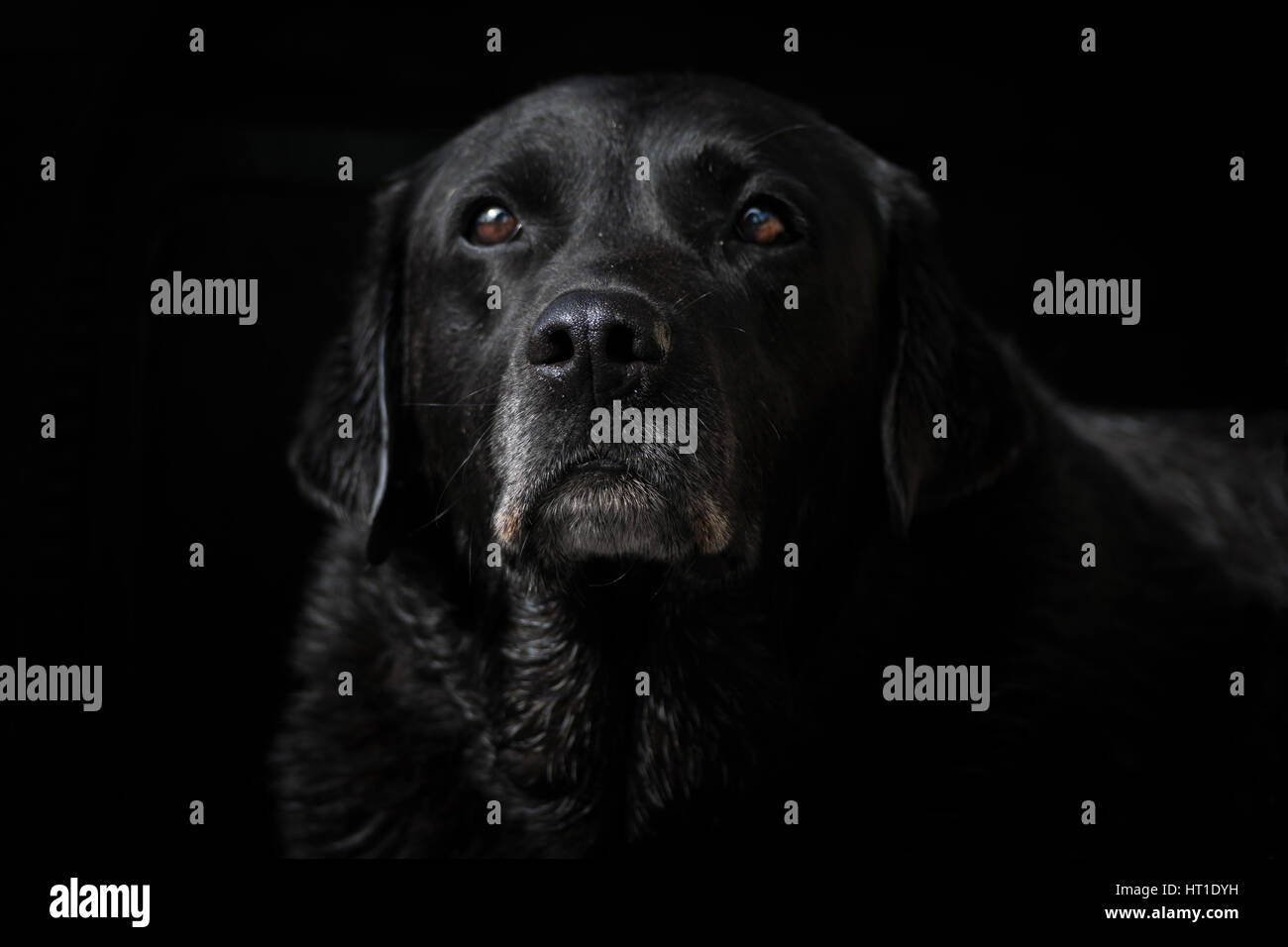 Labrador retriever in car hi-res stock photography and images - Alamy