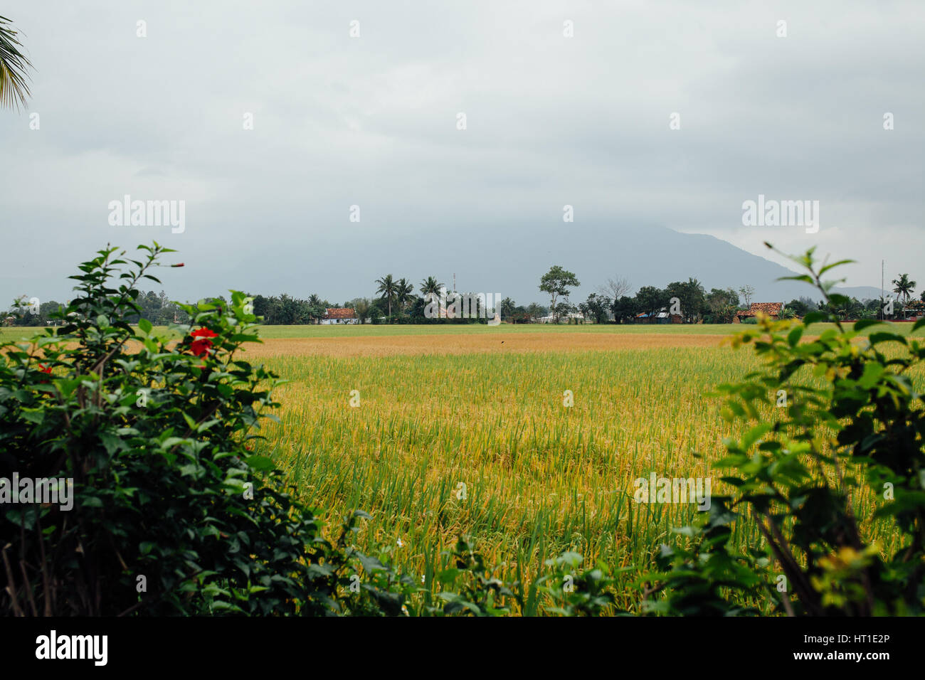 vietnamese traditional village. Rice field Stock Photo - Alamy