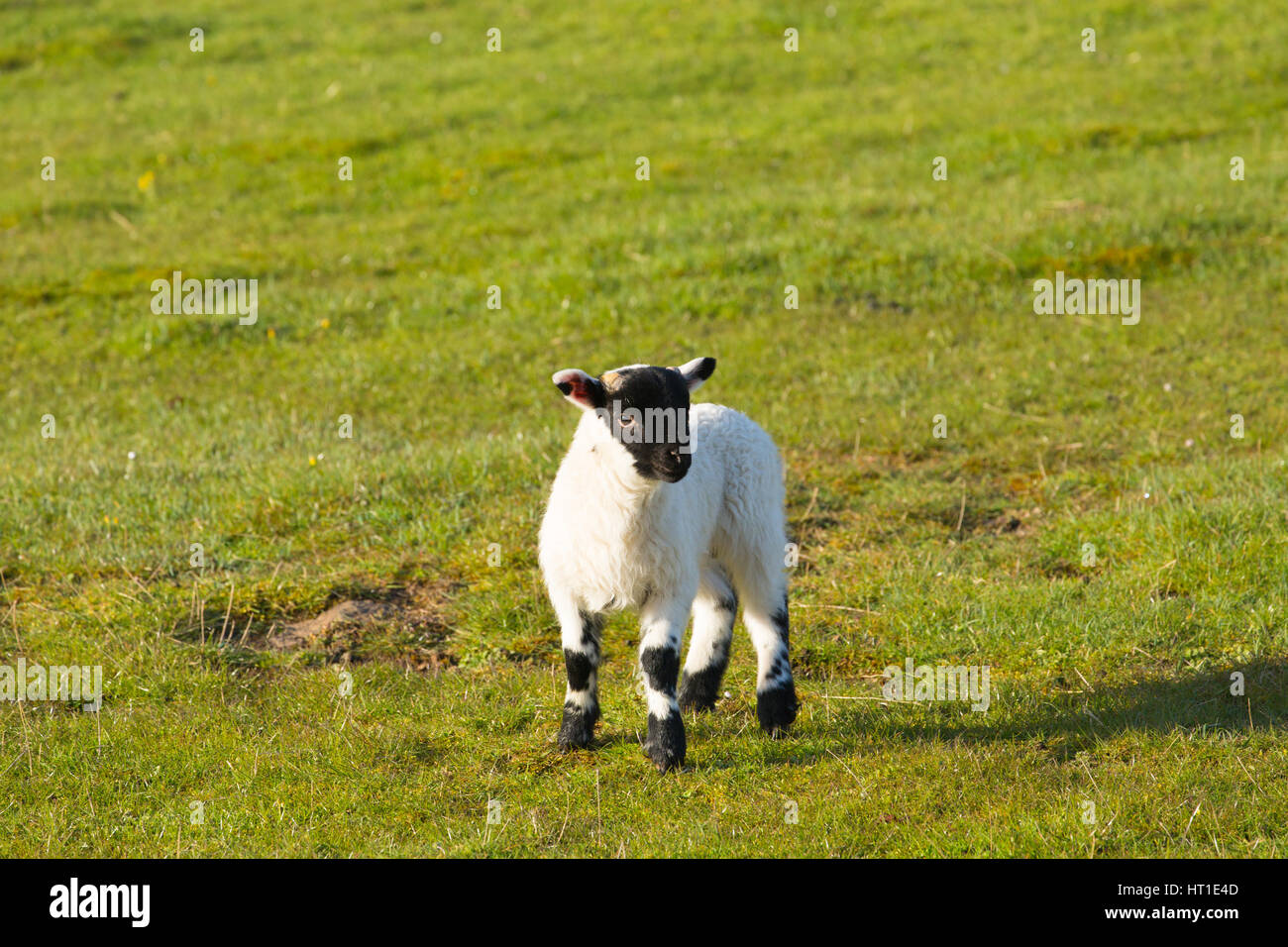 Black face lamb scotland hi-res stock photography and images - Alamy