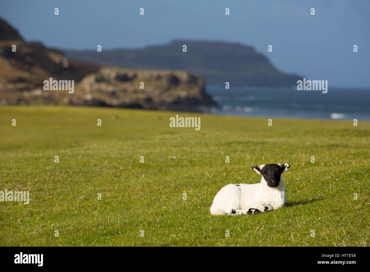 Black face lamb hi-res stock photography and images - Alamy