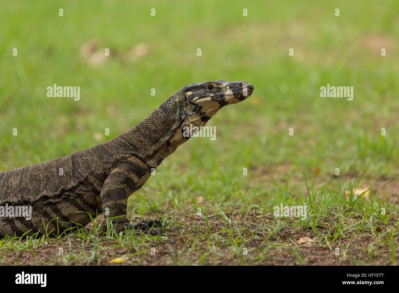 Lizard monitor lace goanna hi-res stock photography and images - Alamy