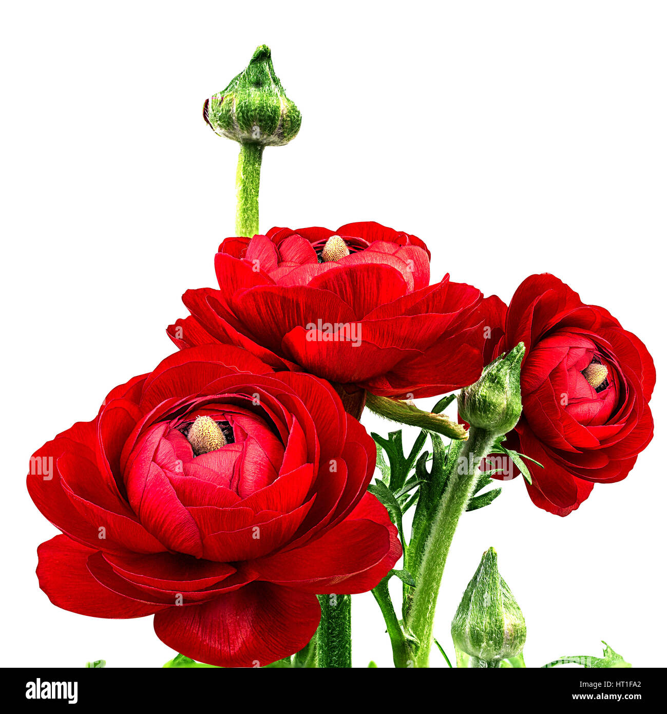 Ranunculus (persian buttercups), isolated on white Stock Photo - Alamy