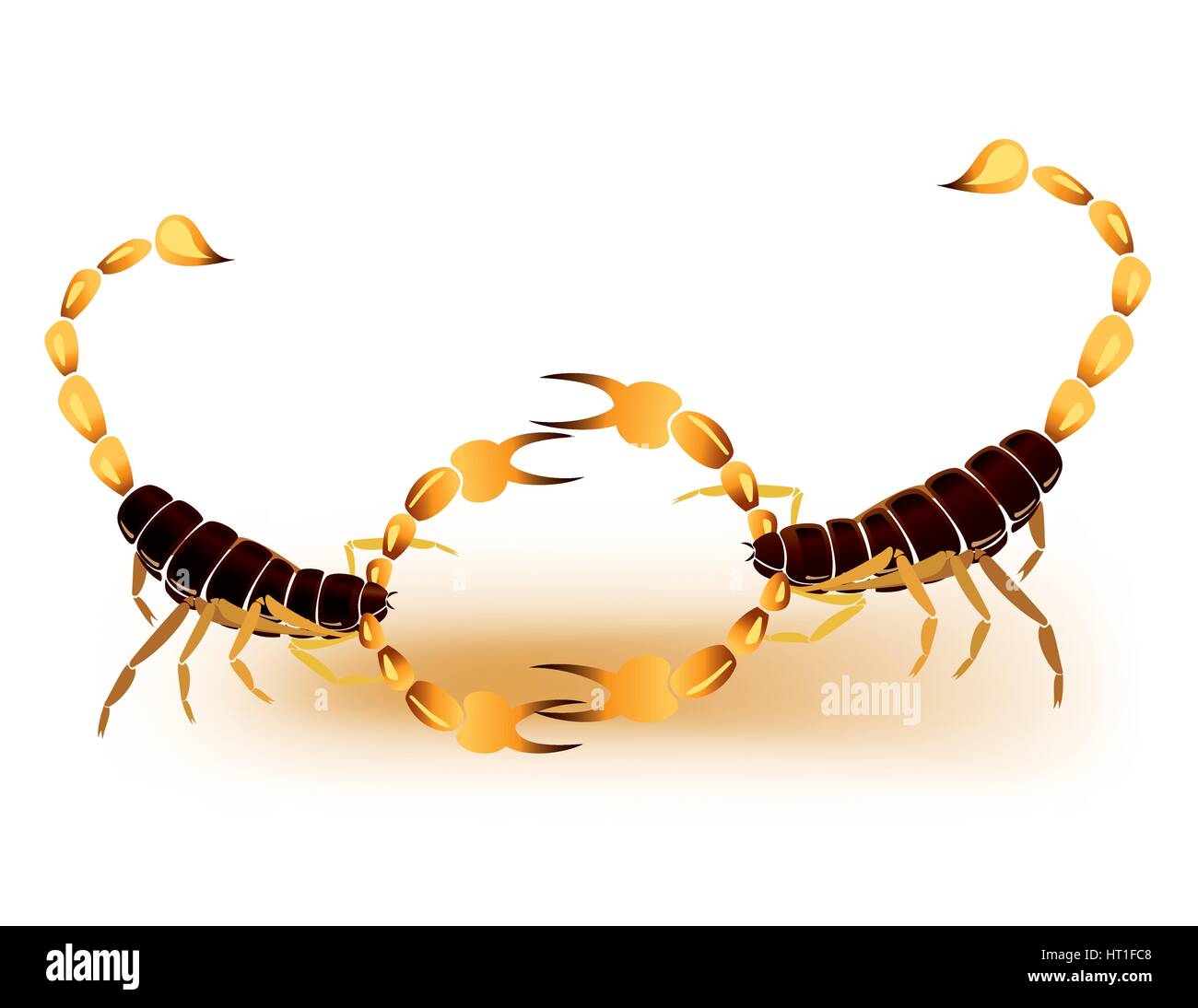 Abstract scorpions fighting on a white background Stock Vector Image ...