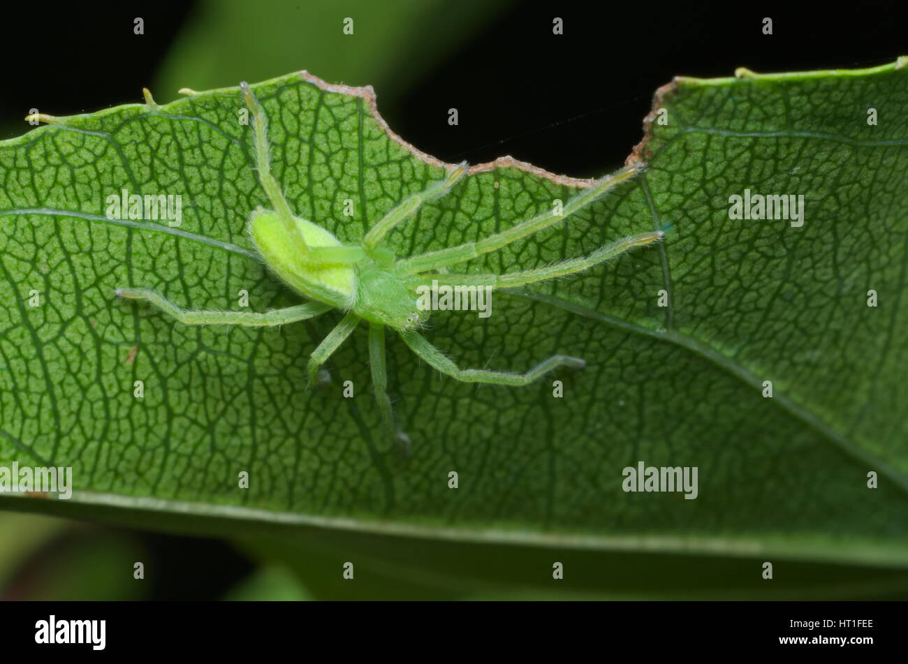Female of green huntsman spider (Micrommata virescens) on a leaf Stock ...