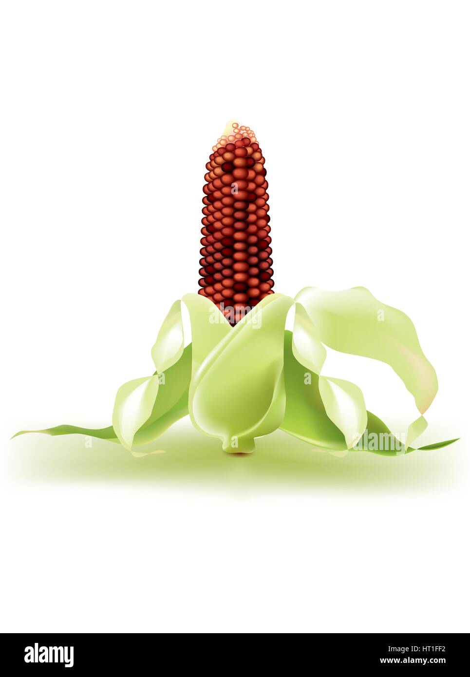 Maize Cutout Stock Vector Images - Alamy