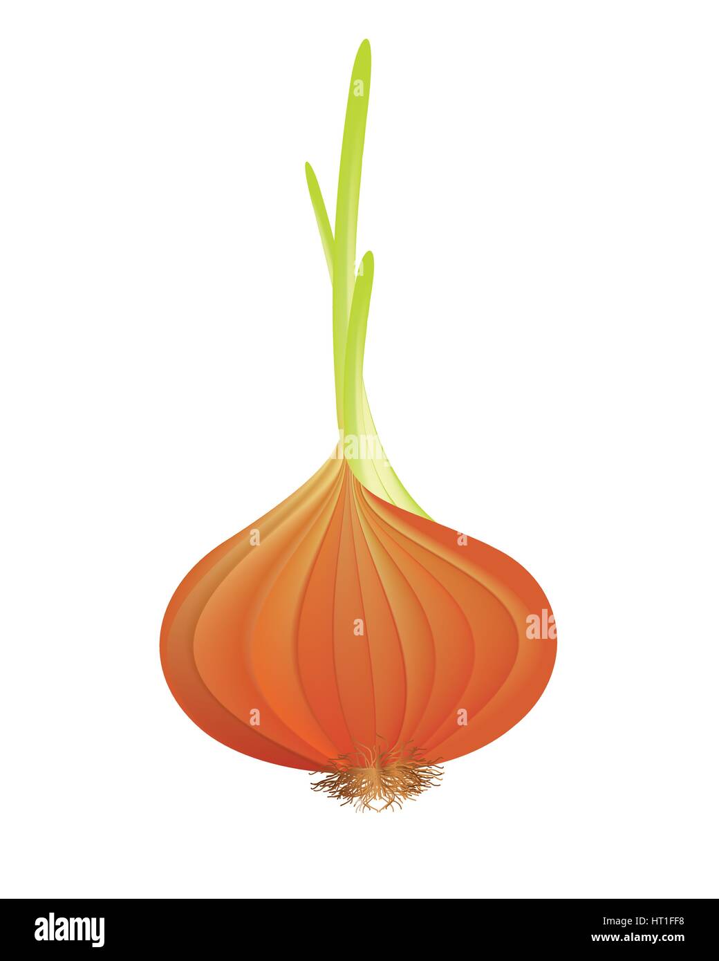 Vegetable salad shallot Stock Vector Images - Alamy