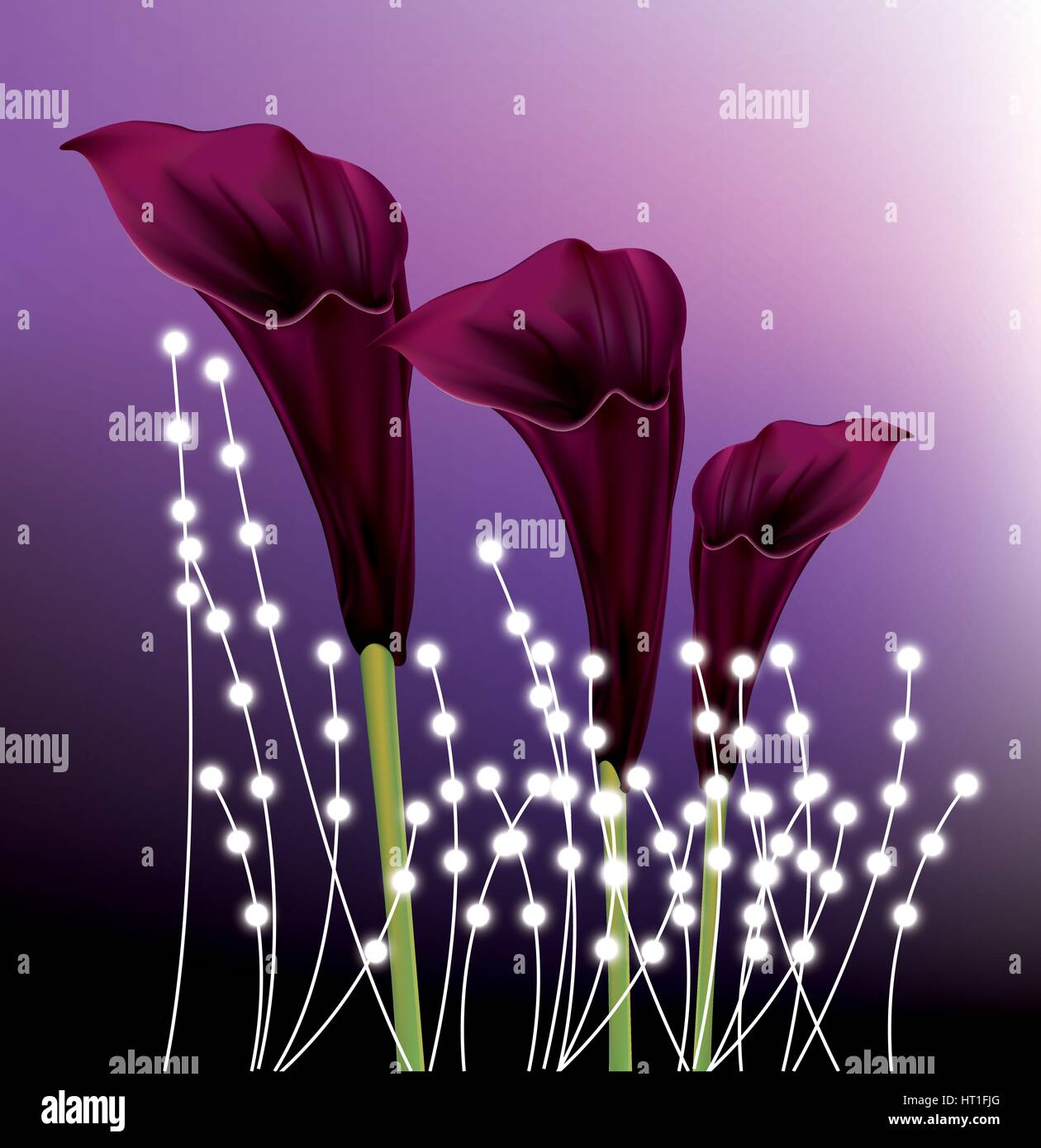 Calla lily illustration Stock Vector Images - Alamy