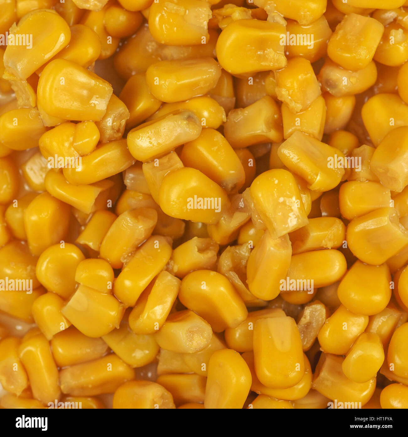 maize corn food useful as a background Stock Photo - Alamy