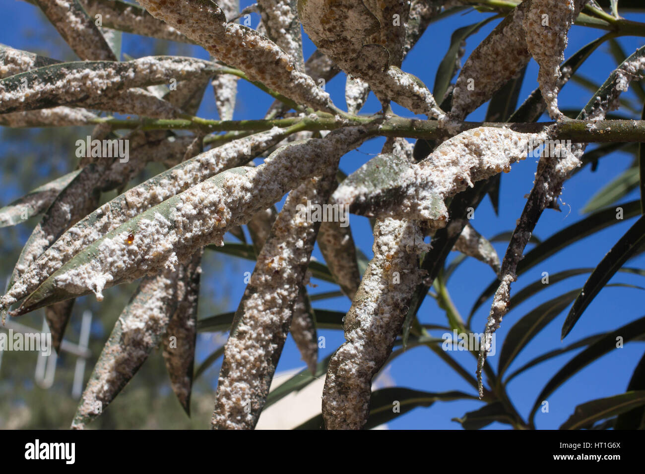 Oleander leaves densely covered with scale insects. Mealy mealybug ...