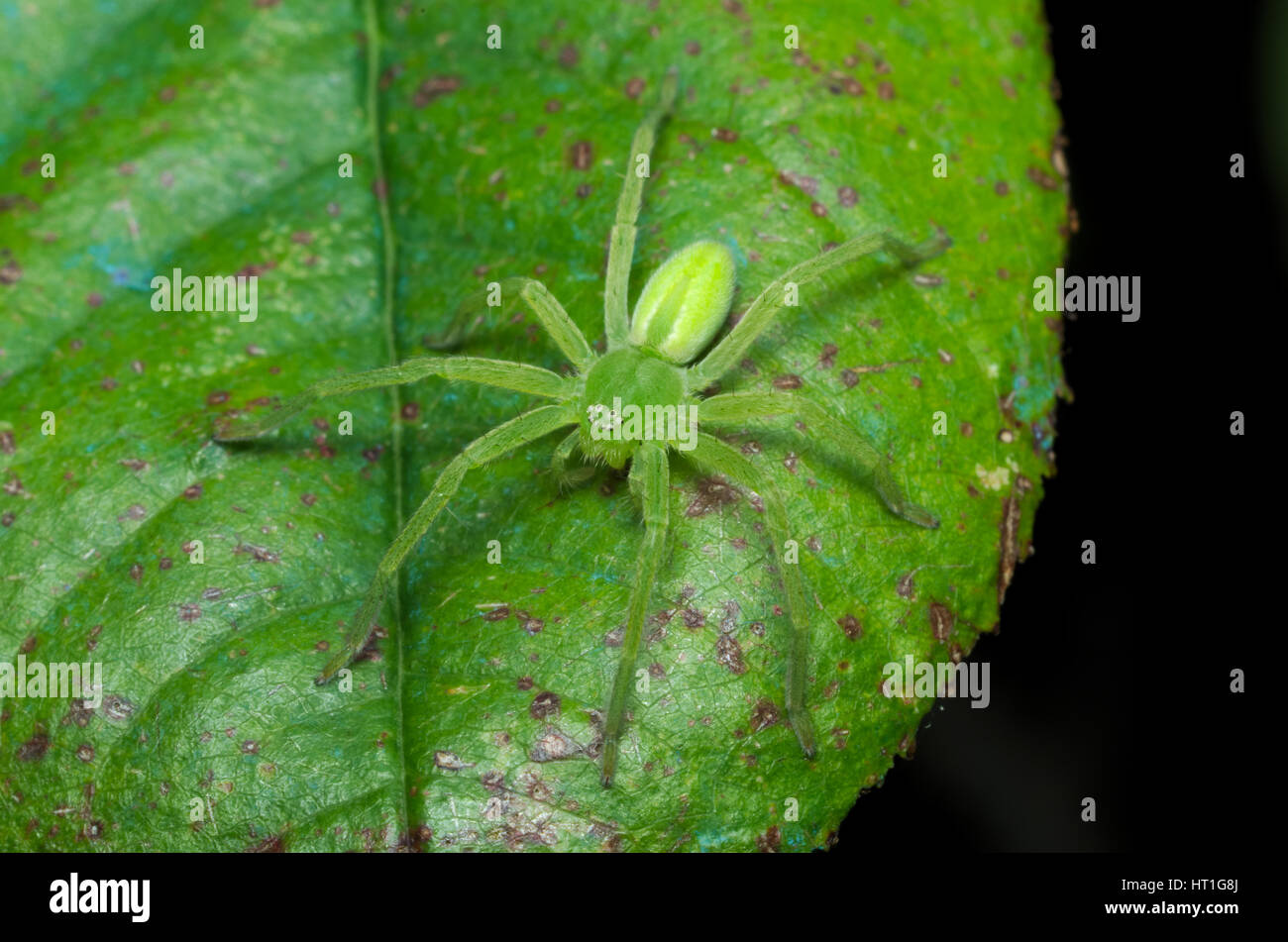 Female of green huntsman spider (Micrommata virescens) on a leaf Stock ...
