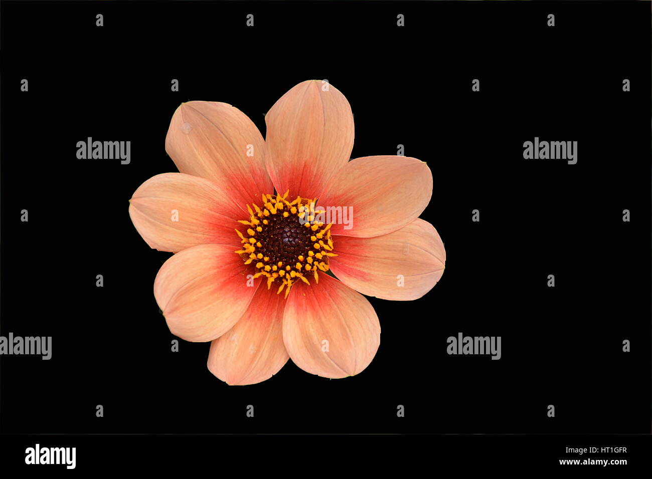 Fond noir hi-res stock photography and images - Alamy