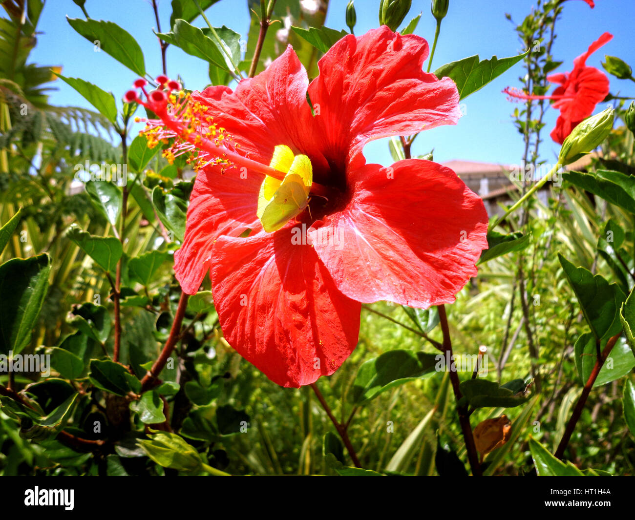 red flower with beautiful petals and a butterfly on the background of ...