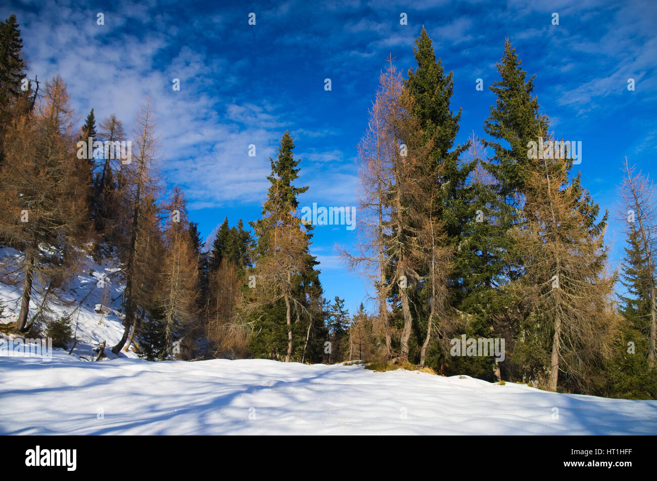 Trees with snow in a sunny winter day in the Alps Stock Photo - Alamy