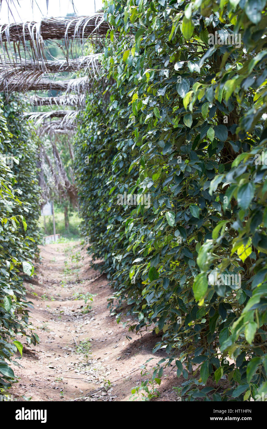 Pepper plantation in Kampot, Cambodia Stock Photo - Alamy