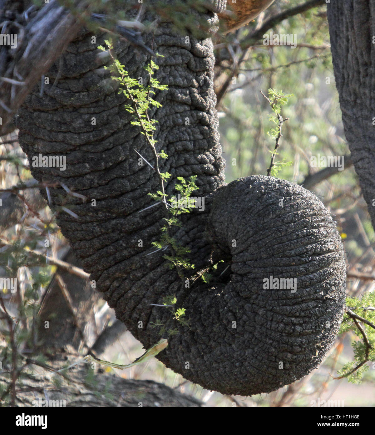 Elephant with curled trunk hi-res stock photography and images - Alamy
