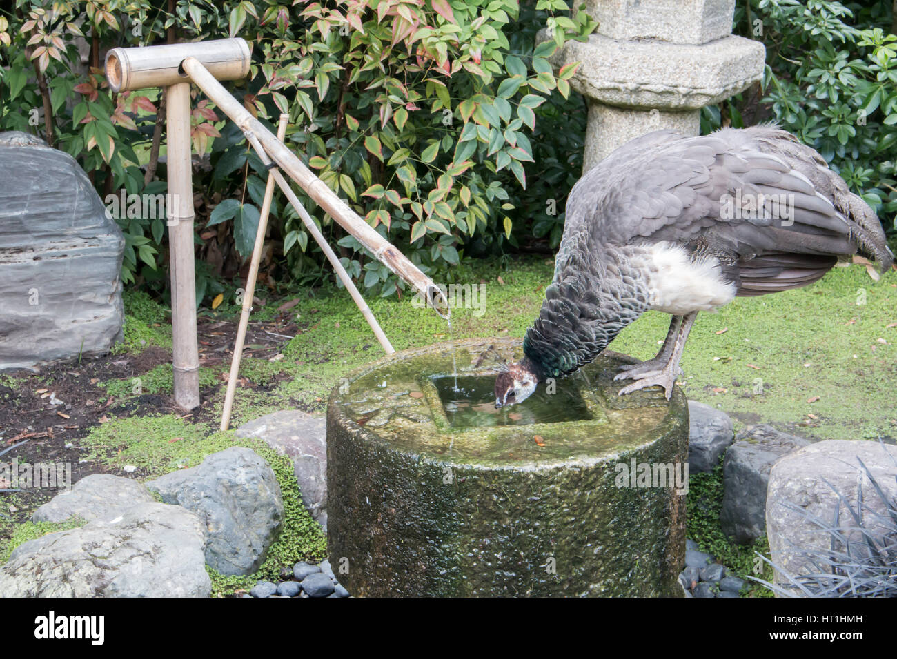 Peacock drinking water in the Japanese garden Stock Photo - Alamy