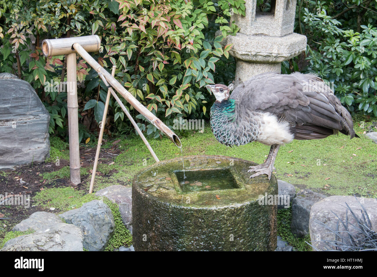 Bird peacock drinking water hi-res stock photography and images - Alamy
