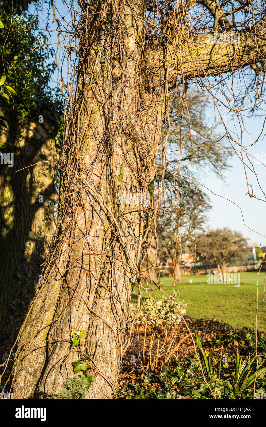 Ivy clinging tree hi-res stock photography and images - Alamy