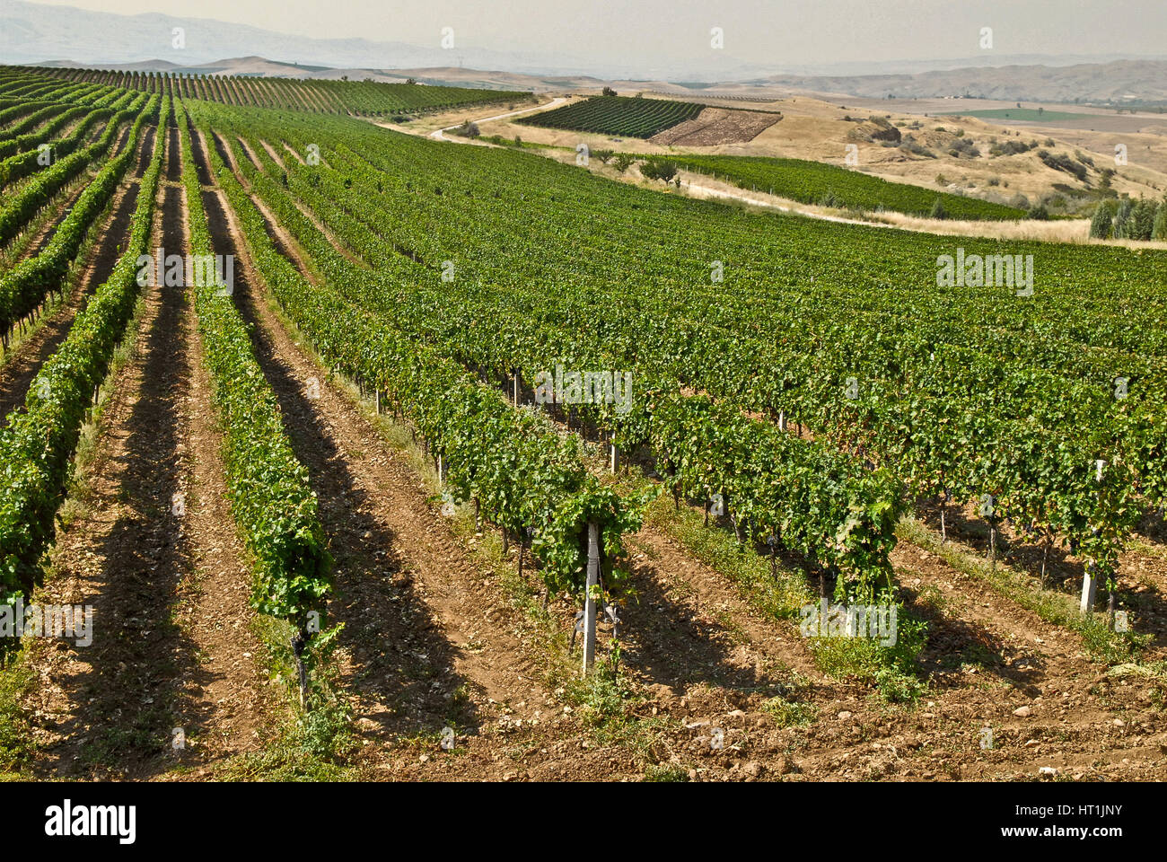 View of a vineyard with ripe grapes Stock Photo - Alamy