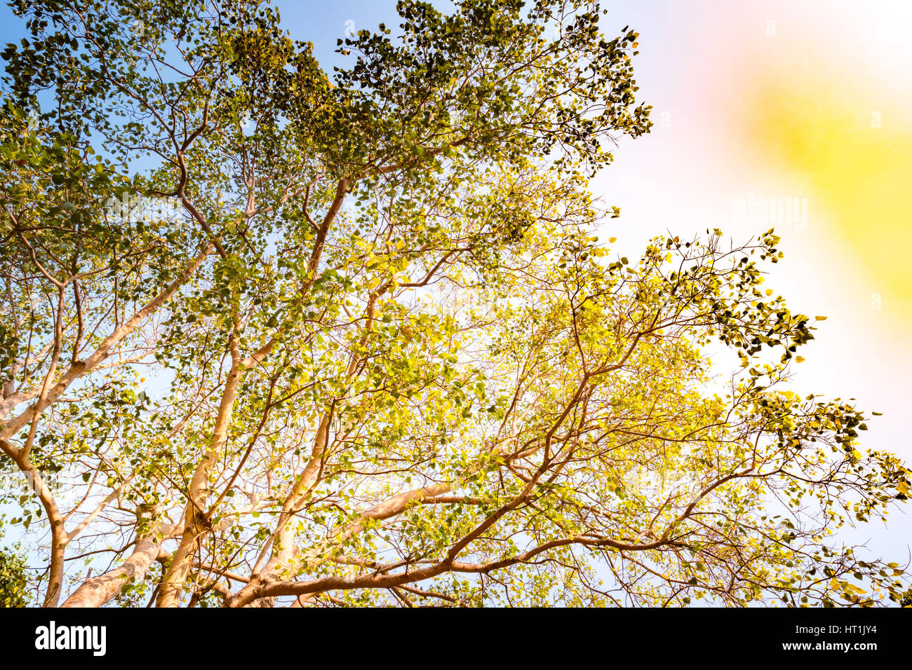 Giant stem of pterocarpus indicus tree against sun on summer day Stock ...