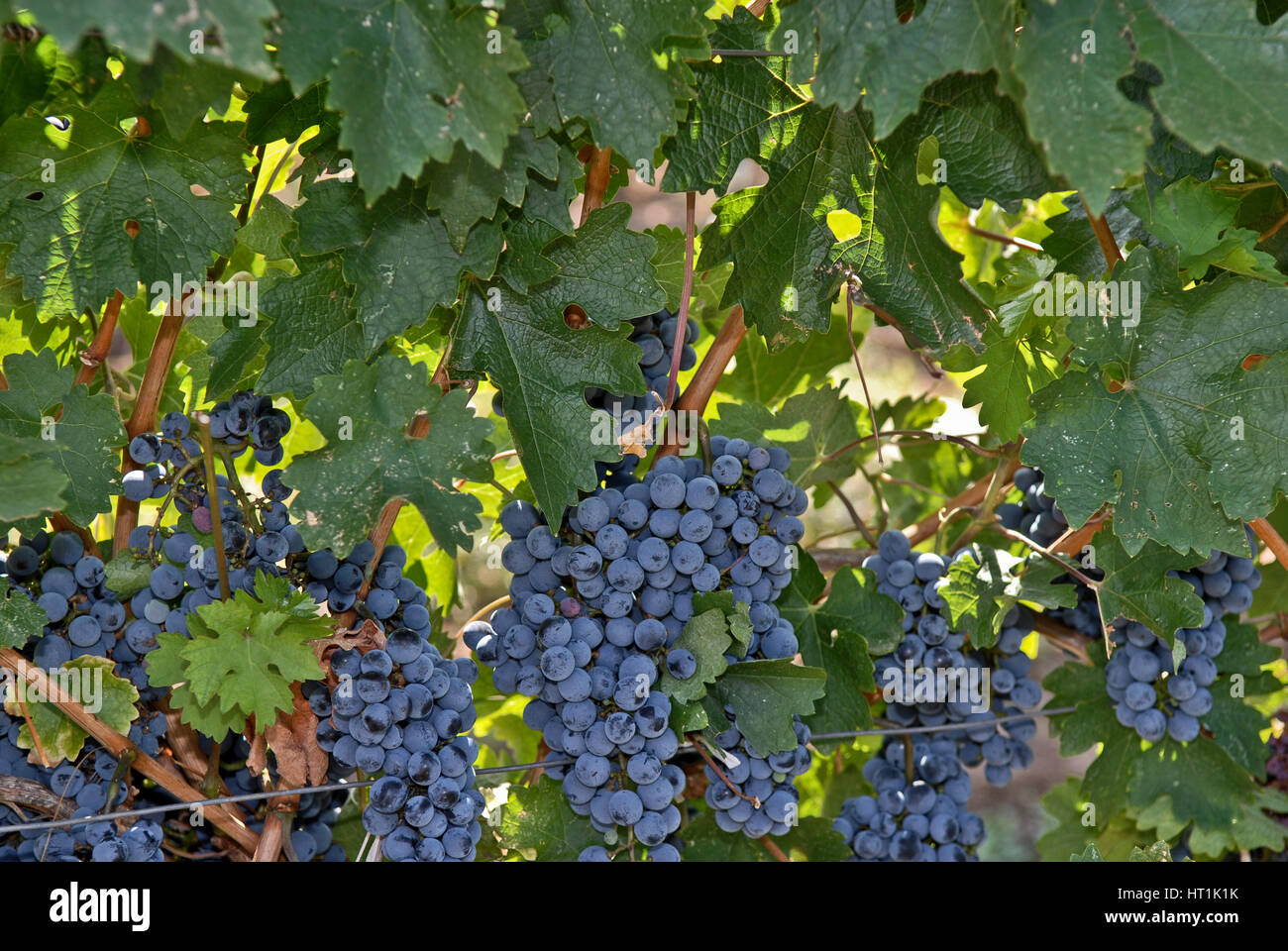 Large and big ripe grapes from old vineyard Stock Photo - Alamy