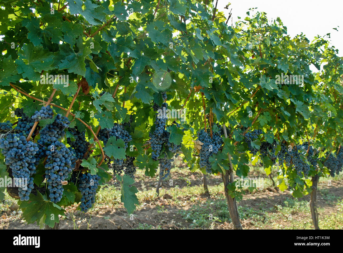 Large and big ripe grapes from old vineyard Stock Photo - Alamy