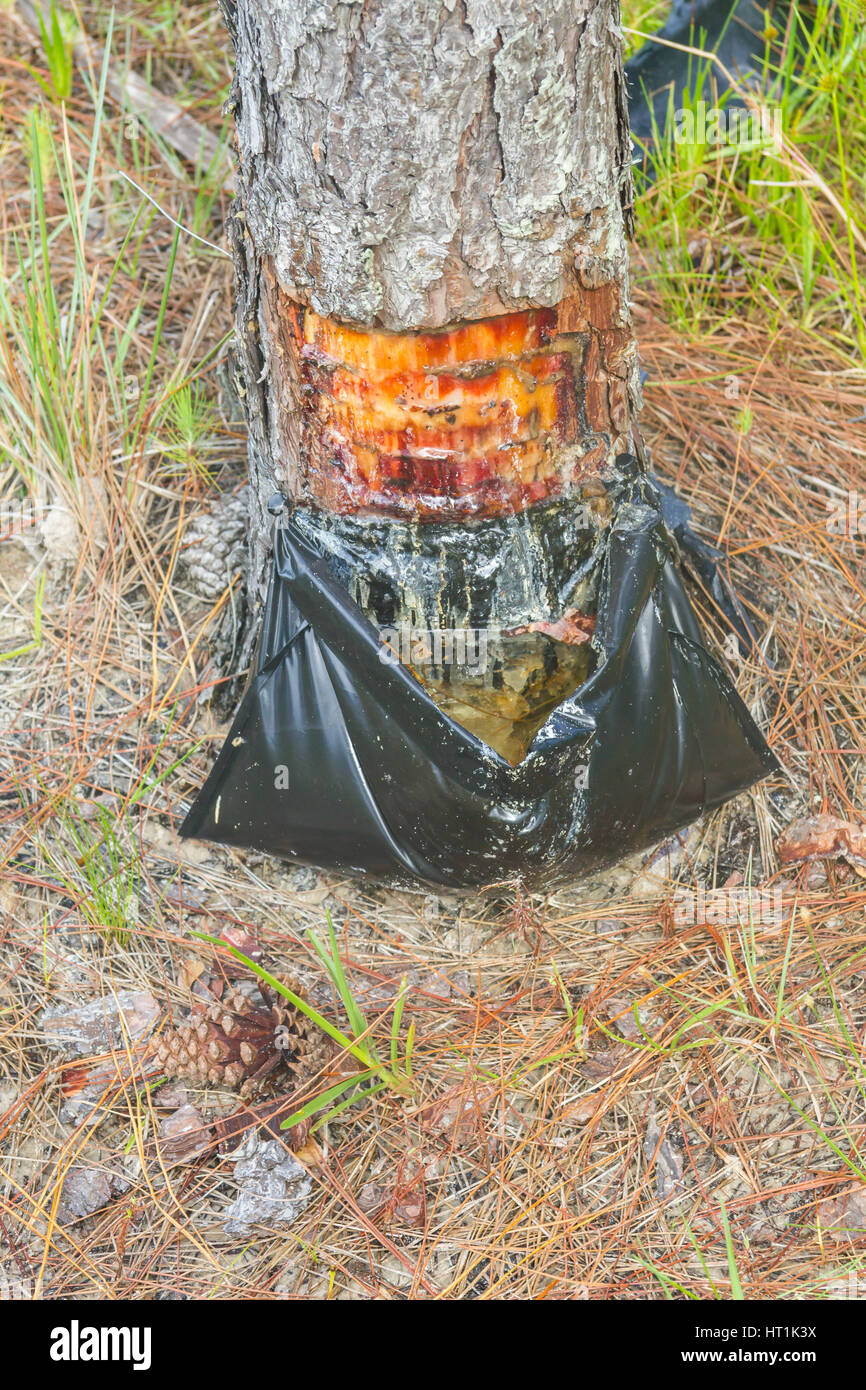 Sap extraction hi-res stock photography and images - Alamy