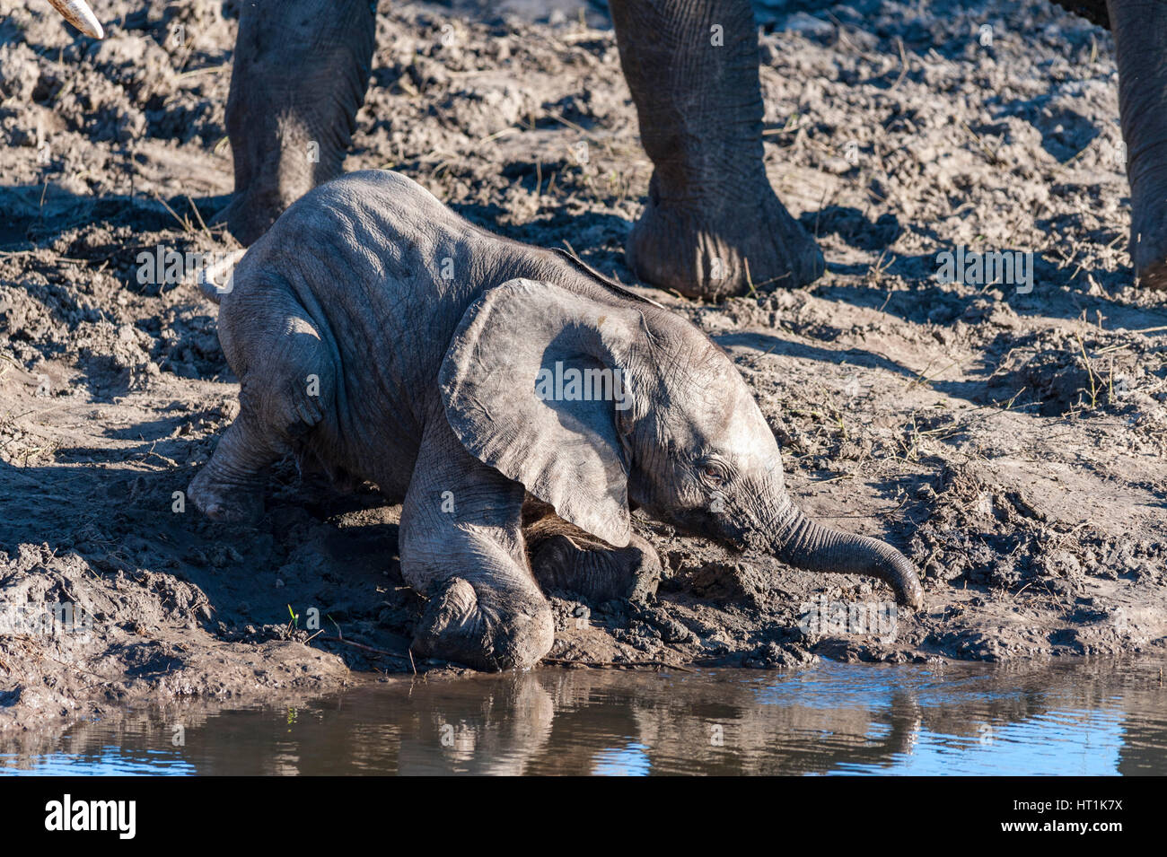 Elephant kneeling hi-res stock photography and images - Alamy