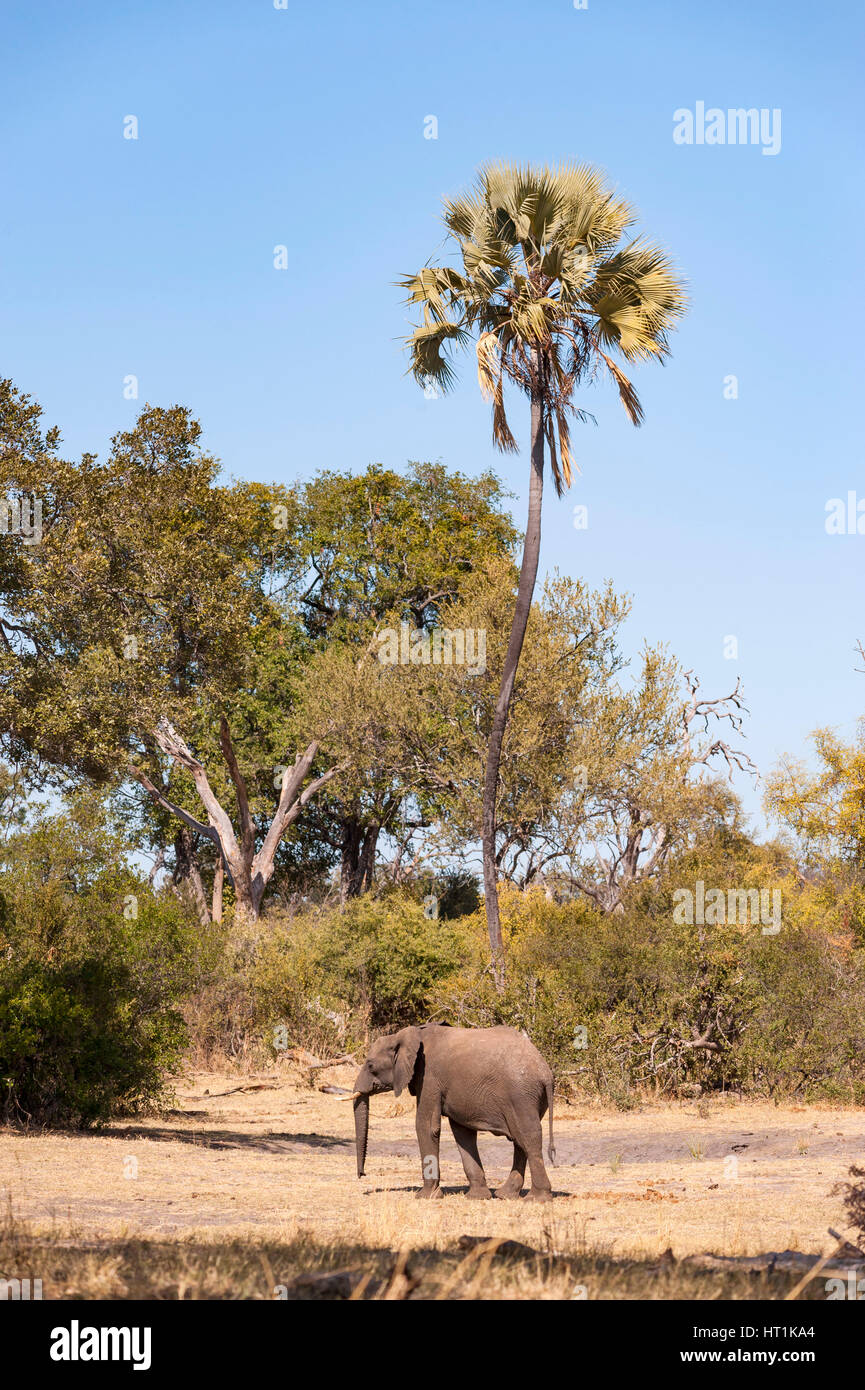 A large male elephant Loxodonta africana seen in the Zambezi national ...