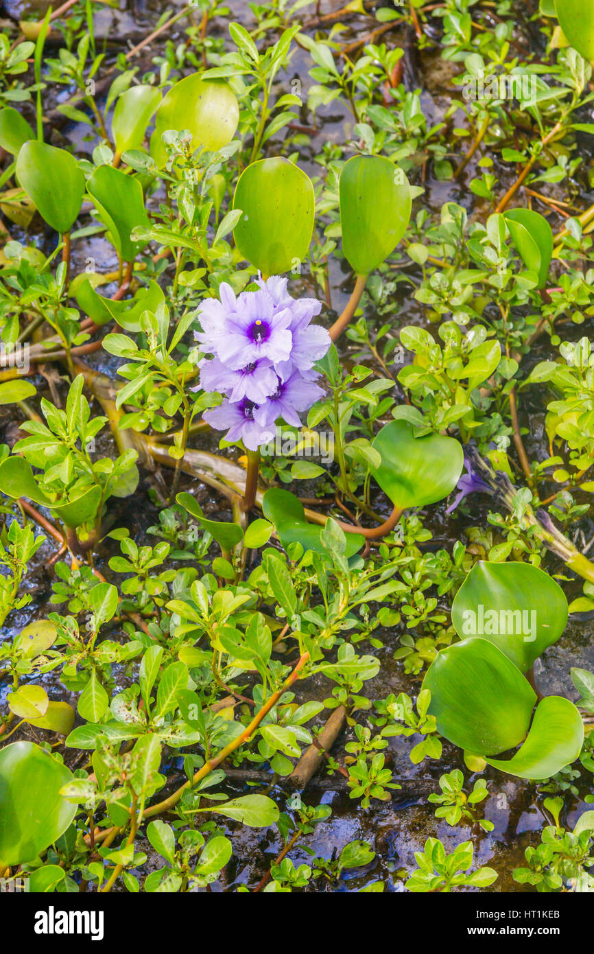 Lagoa dos Patos lake with tipical plants and flowers Stock Photo - Alamy