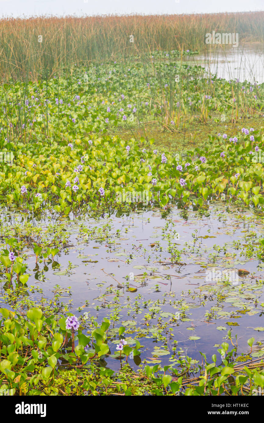 Lagoa dos Patos lake with tipical plants and flowers Stock Photo - Alamy