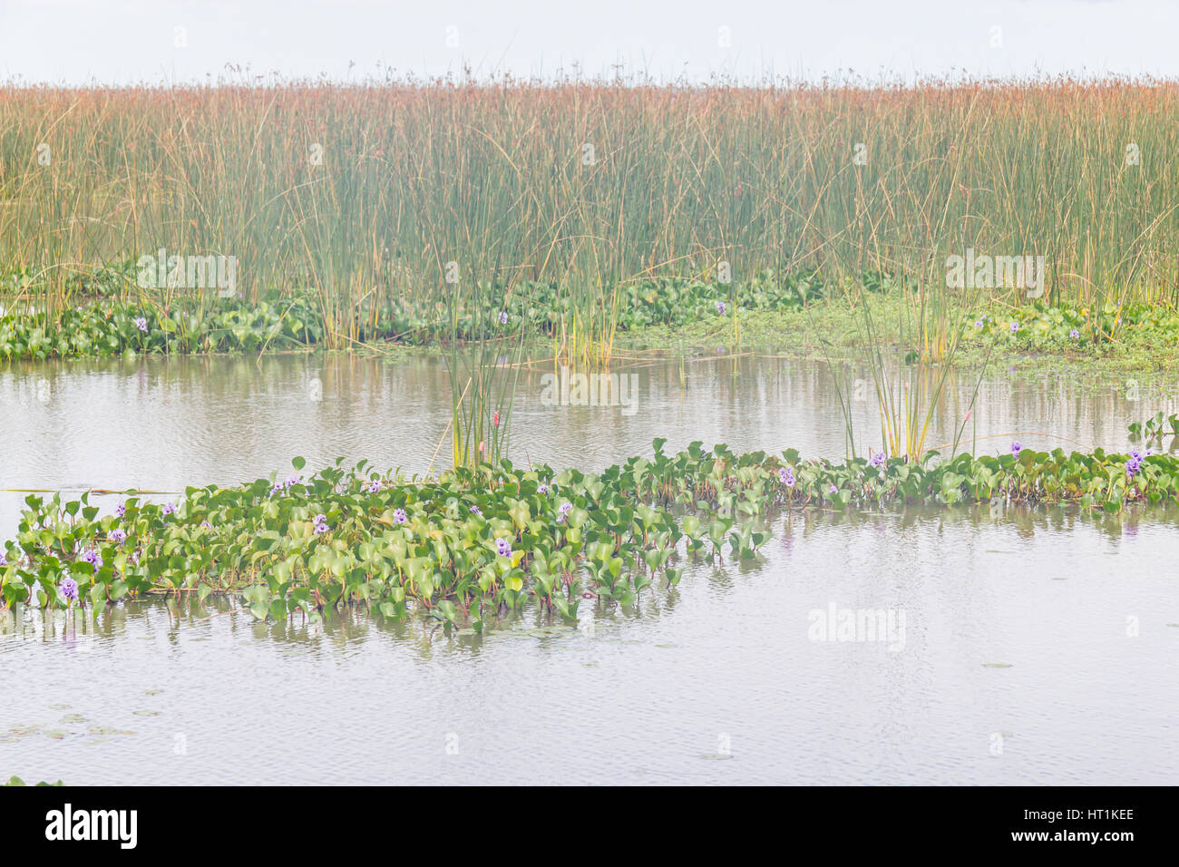 Lagoa dos Patos lake with tipical plants and flowers Stock Photo - Alamy