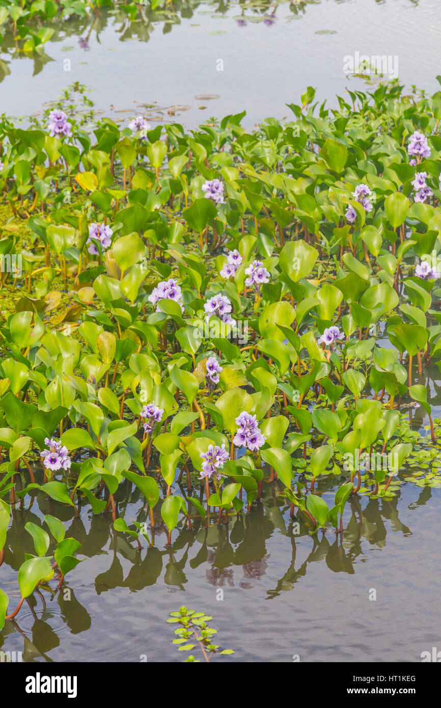 Lagoa dos Patos lake with tipical plants and flowers Stock Photo - Alamy