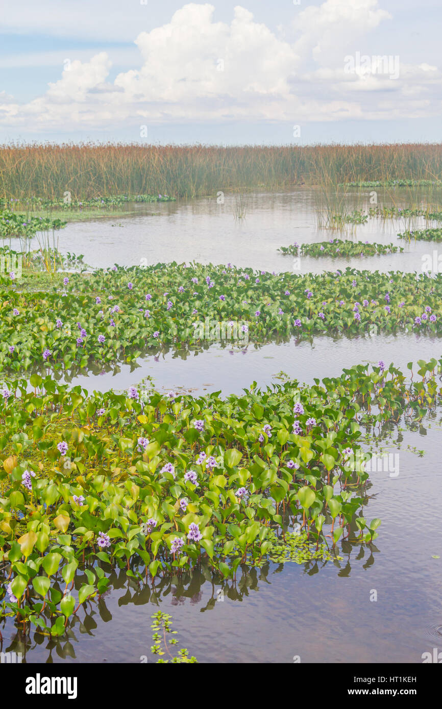 Lagoa dos Patos lake with tipical plants and flowers Stock Photo - Alamy