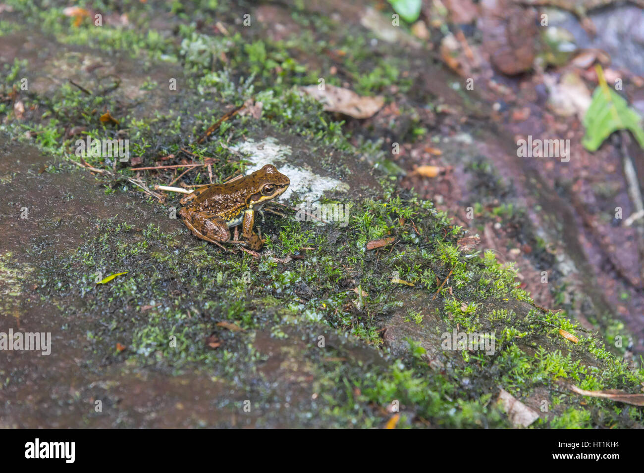 Permeable rock hi-res stock photography and images - Alamy