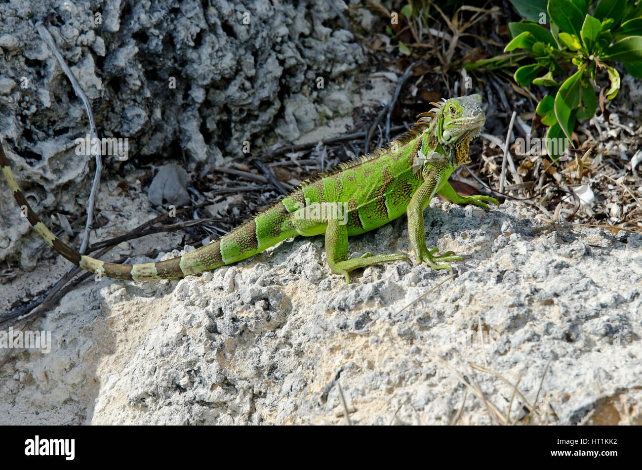 Lizard in Key West Florida, USA Stock Photo - Alamy