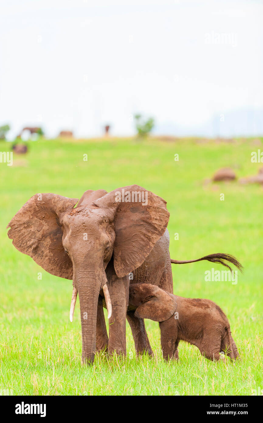 Mother elephant baby seen hi-res stock photography and images - Alamy