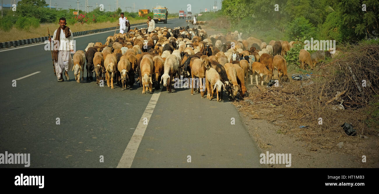 Animals Goats Sheep Livestock Stock Photos & Animals Goats Sheep ...