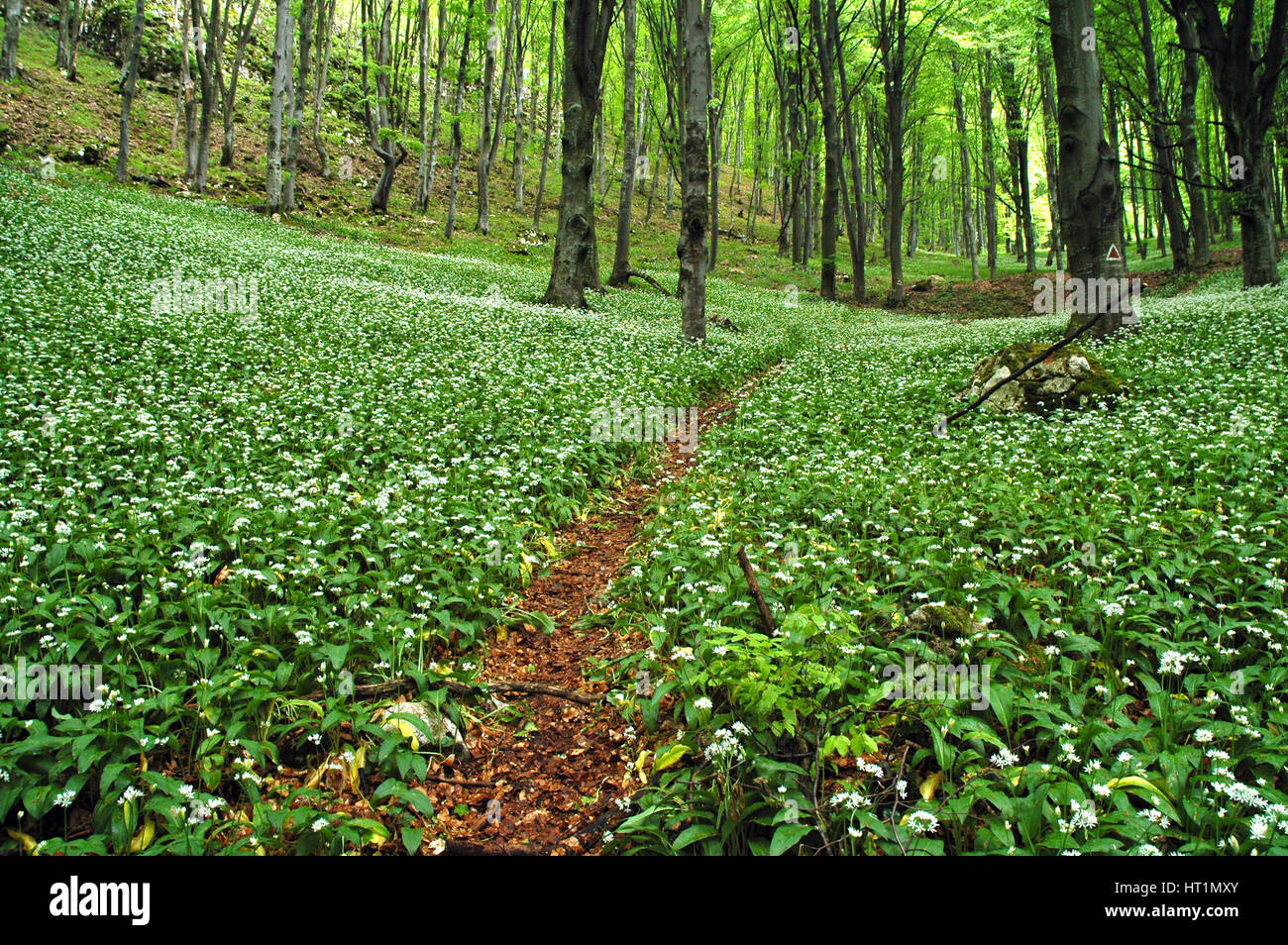 Beautiful forest pathway wild garlic hi-res stock photography and ...