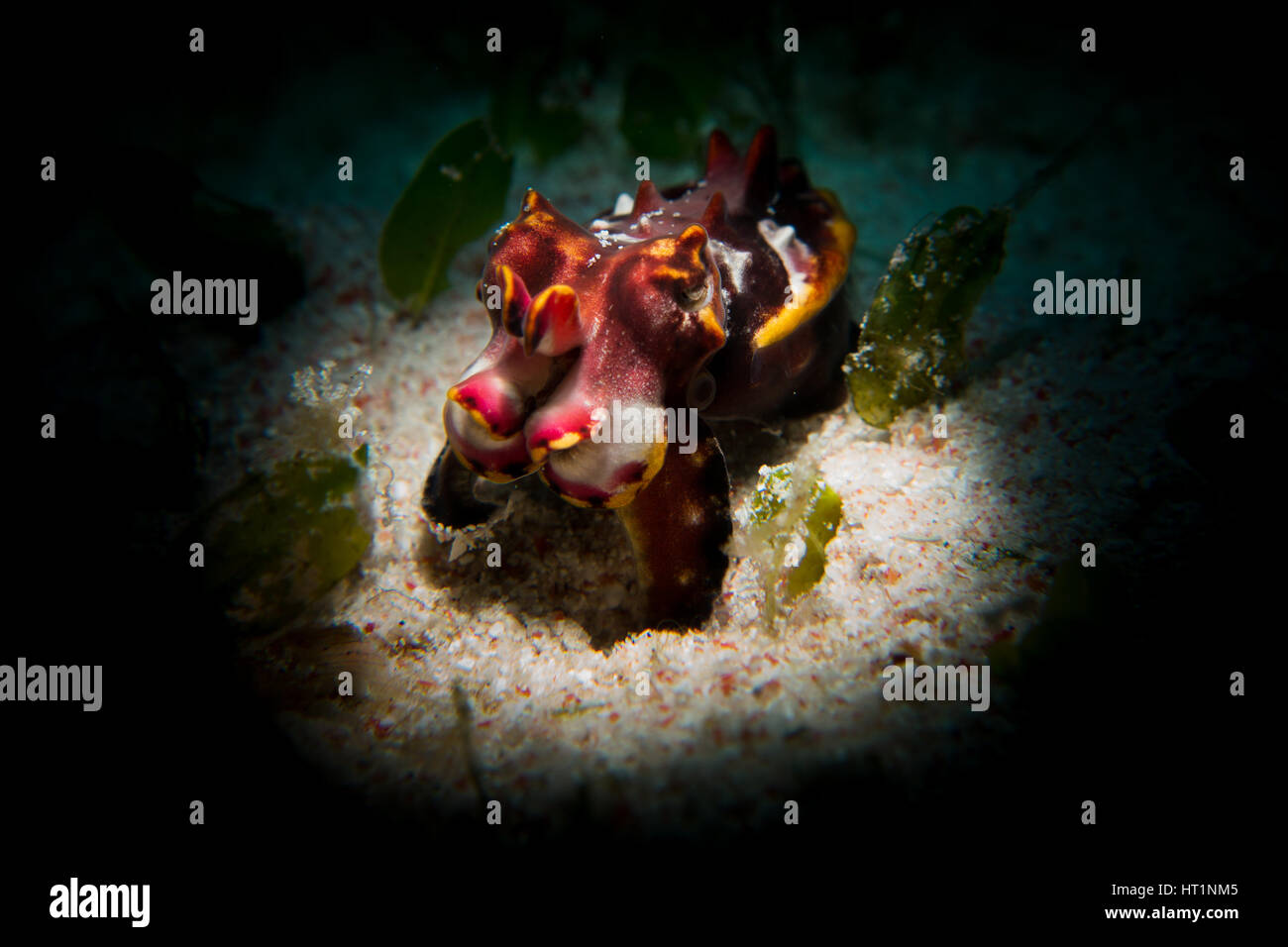 A colourful and poisonous Flamboyant Cuttlefish - Metasepia pfefferi ...