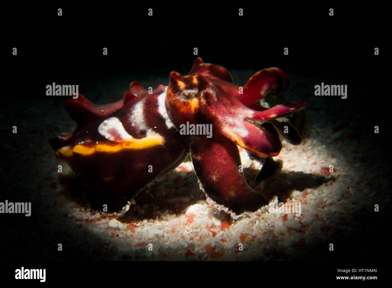 A colourful and poisonous Flamboyant Cuttlefish - Metasepia pfefferi ...