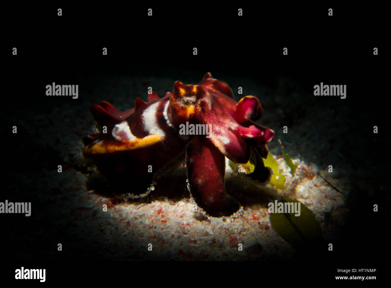A colourful and poisonous Flamboyant Cuttlefish - Metasepia pfefferi ...