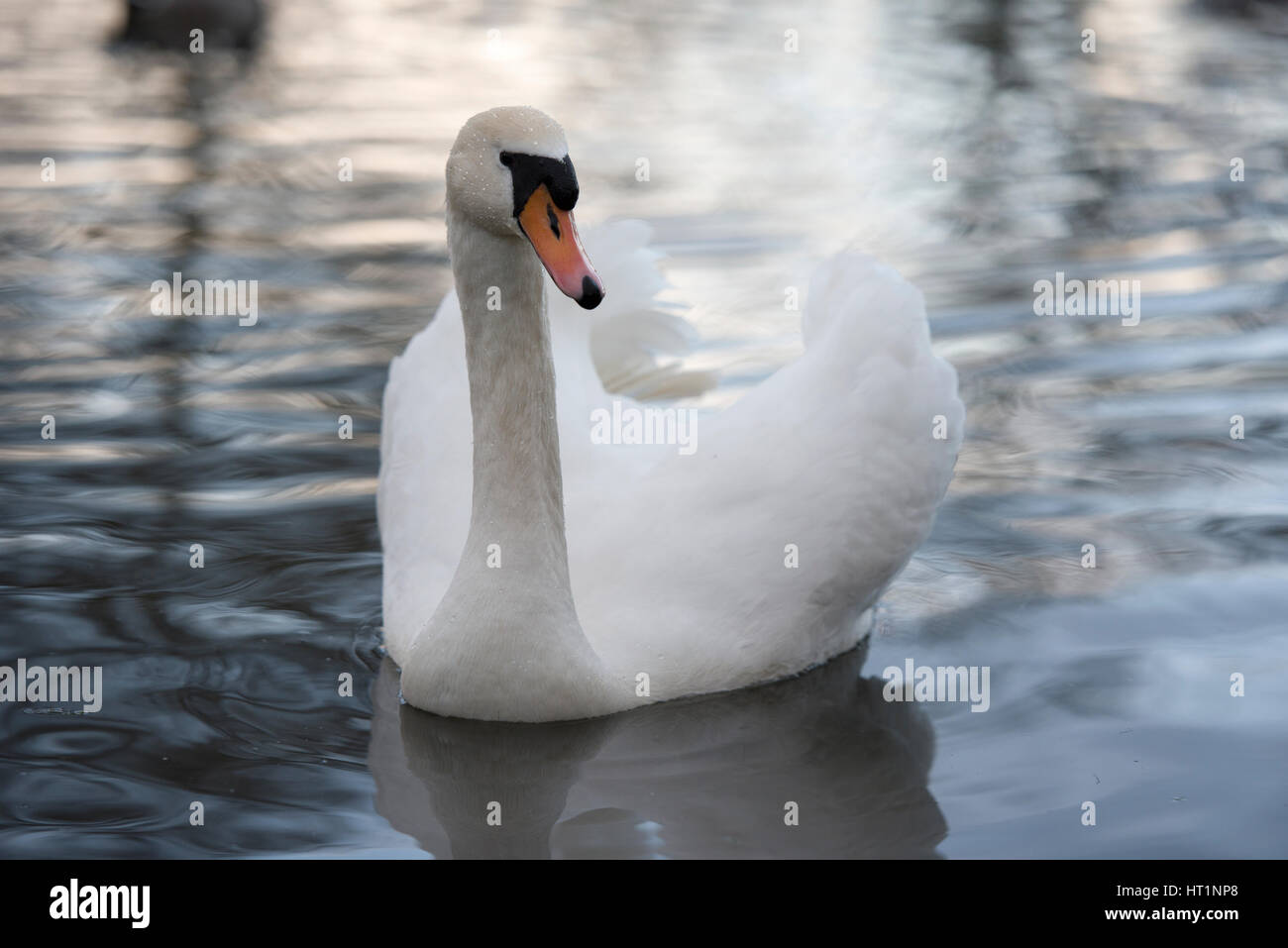 Swan floating along the river Stock Photo - Alamy