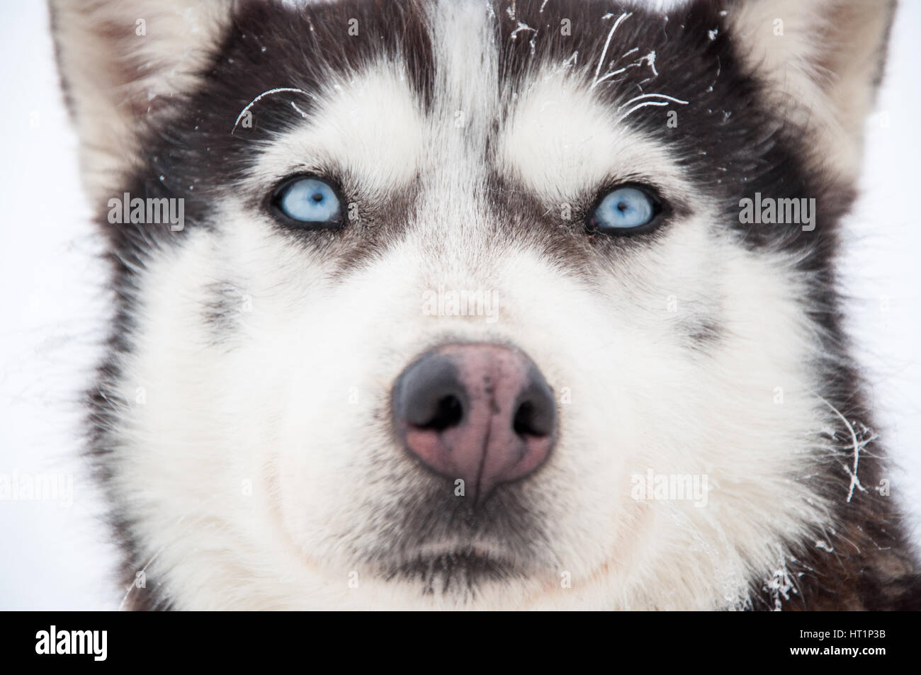 Husky dog portrait Stock Photo - Alamy